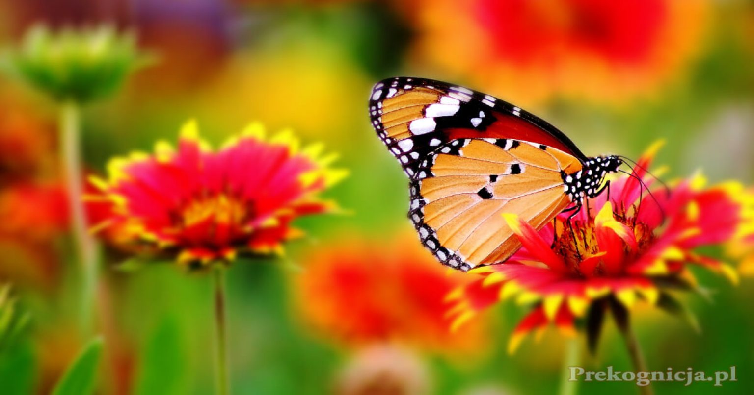 Co to jest symbol? Czym różni się symbol od znaku? | Prekognicja.pl